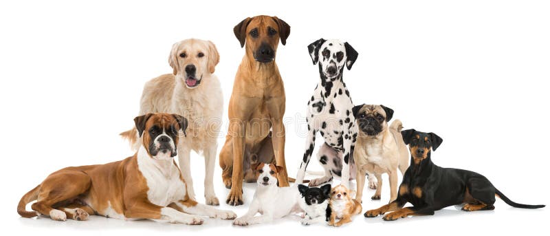 Group of dogs stock photo. Image of dalmatian, golden - 68057544