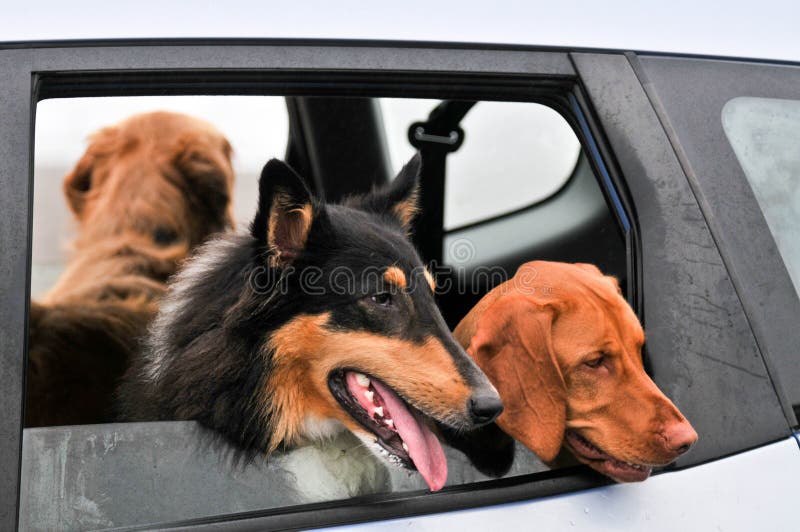 Group Dogs Looking Out Car Window Stock Photos - Free & Royalty-Free ...