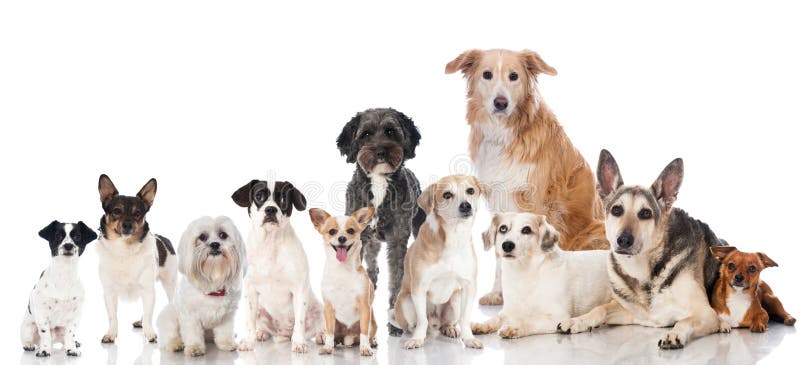 Group of dogs stock photo. Image of isolated, pets, mixed - 36099928