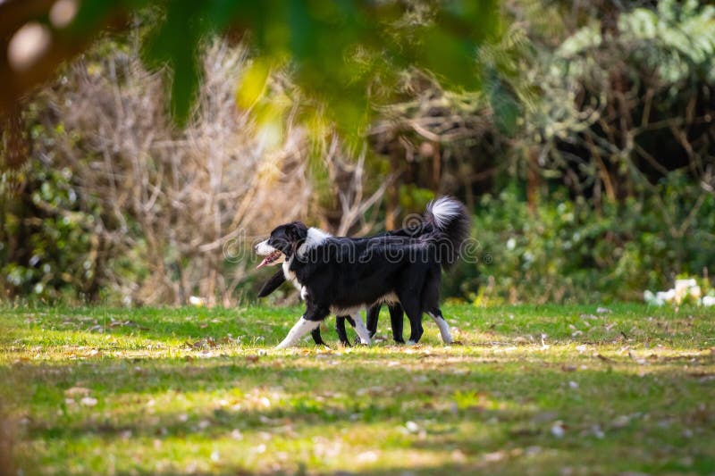 Group of Dogs Playing Around in the Park Stock Photo - Image of playing ...