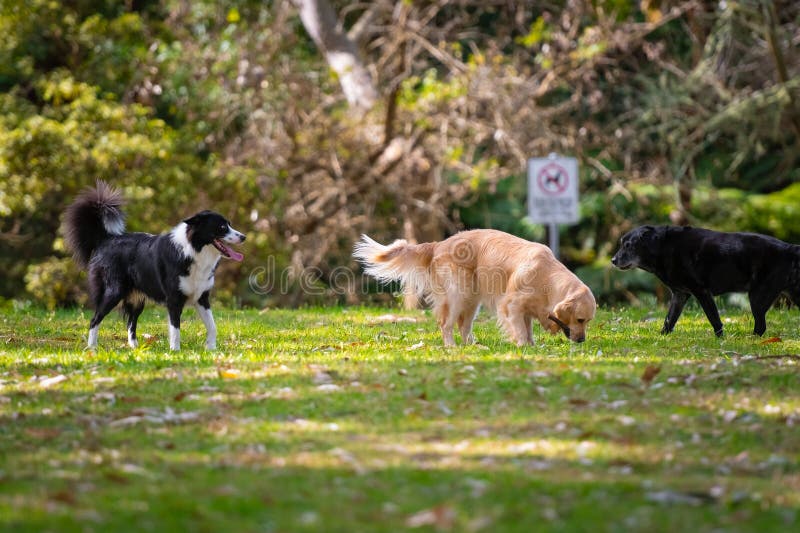 Group of Dogs Playing Around in the Park Stock Image - Image of black ...