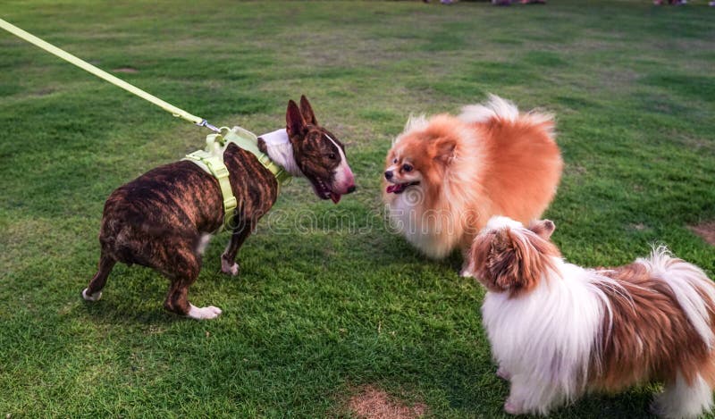 Group of Dogs Playing,portrait of a Dogs Stock Photo - Image of funny ...