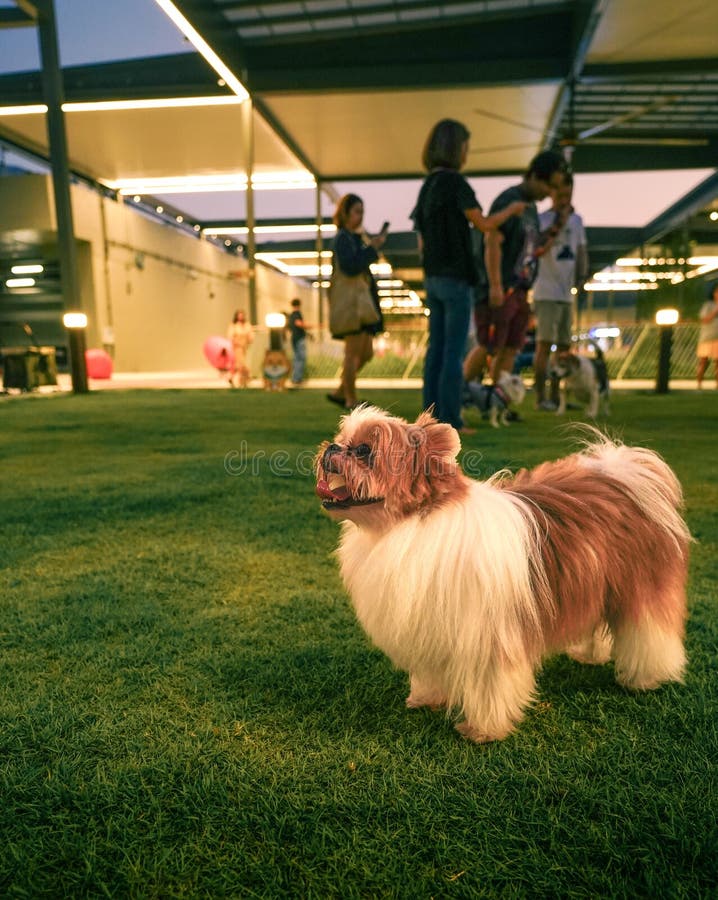 Group of Dogs Playing,portrait of a Dogs Stock Photo - Image of pets ...