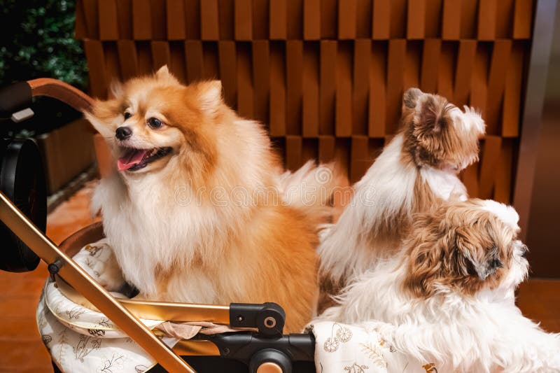 Group of Dogs Playing,portrait of a Dogs Stock Image - Image of ...