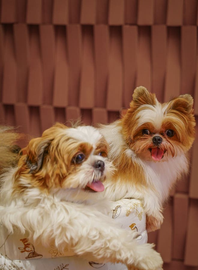 Group of Dogs Playing,portrait of a Dogs Stock Photo - Image of canine ...