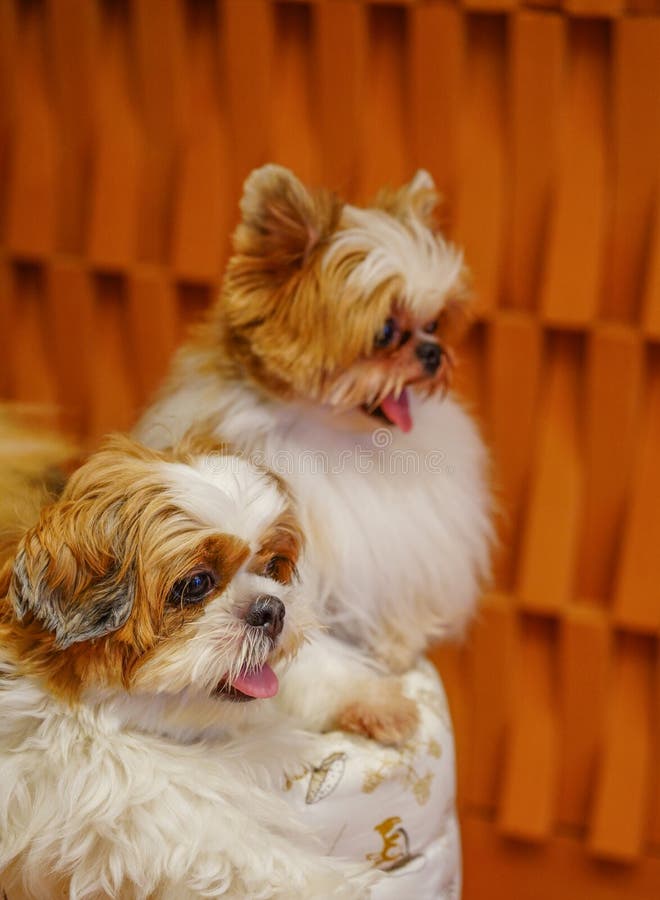 Group of Dogs Playing,portrait of a Dogs Stock Image - Image of mammal ...