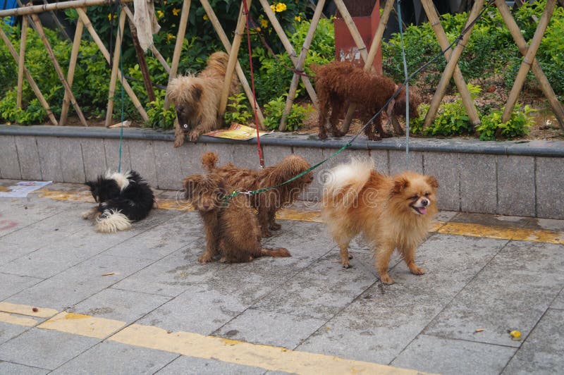 A group of dogs stock image. Image of shenzhen, asia - 54506145