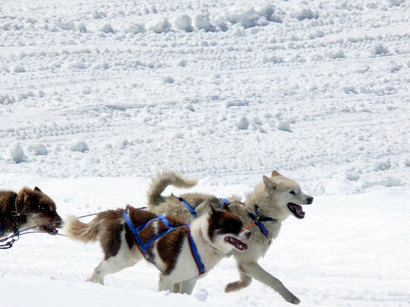 Sled dogs in the snow stock photo. Image of sport, dogs - 145788672