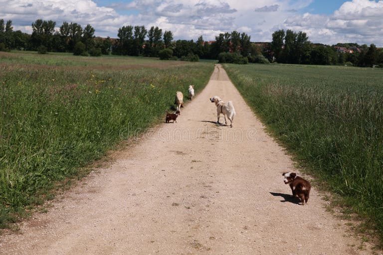 Group of Dogs are Running Down a Dirt Road Stock Image - Image of ...