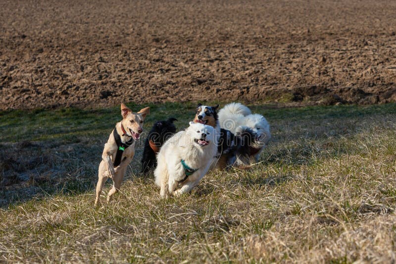 Group of Dogs Running Together Stock Image - Image of game, playful ...