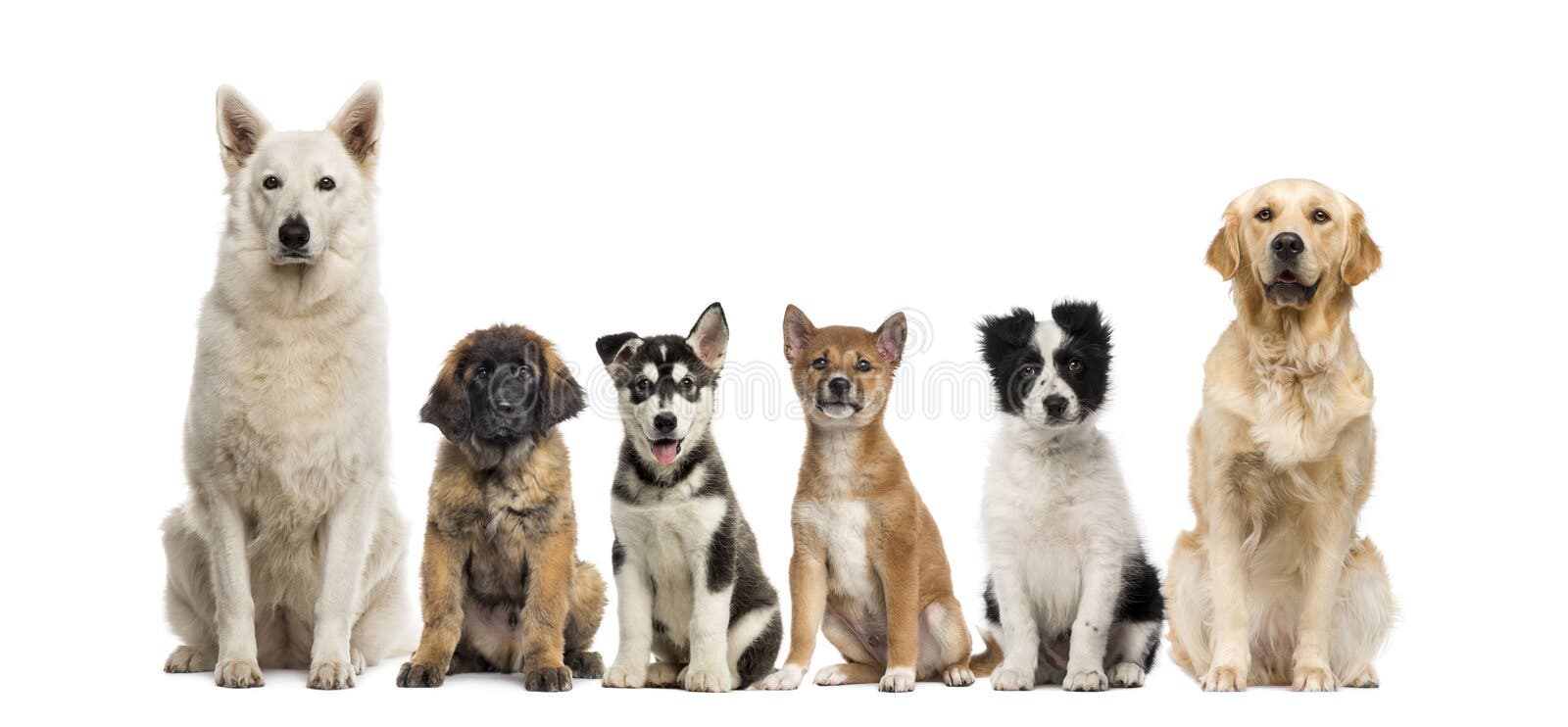 Large group of big dogs stock photo. Image of background - 17343568