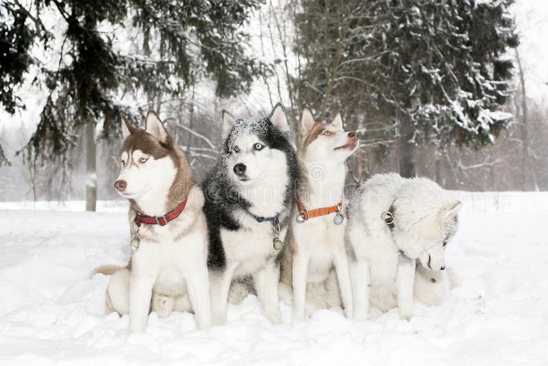 Group of Dogs in Snow Drifts. Husky Stock Photo - Image of nature ...