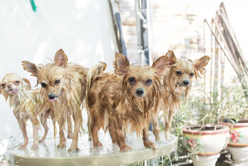 Group of Dogs Stand Up on Glass Table Stock Image - Image of feed, dogs ...