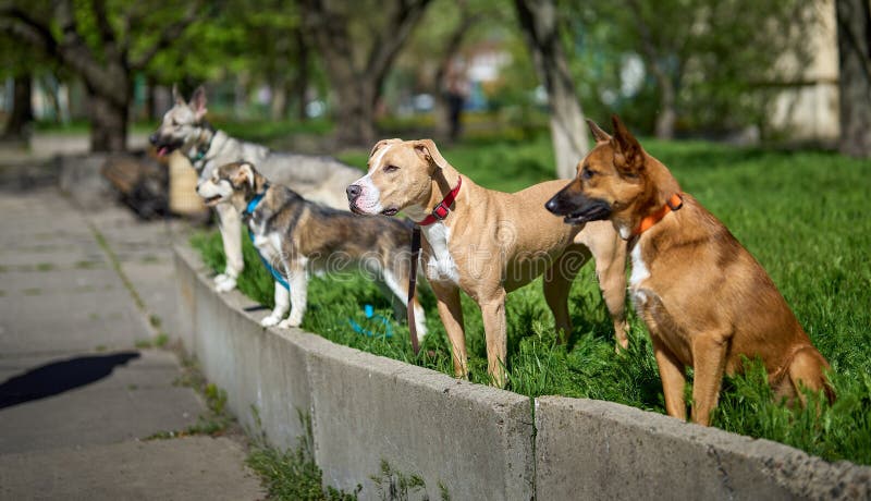A Group of Dogs Stand Waiting for a Command in a Park Stock Image ...