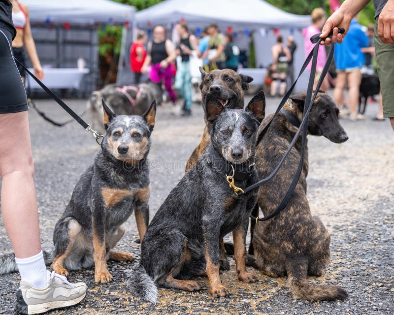 Group of Dogs at the Start Line of a Race Stock Photo - Image of ...