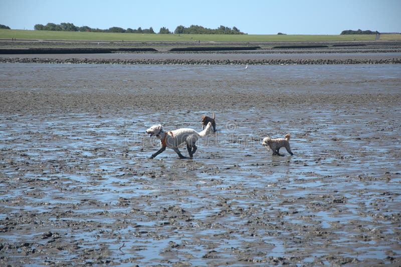 Group of Dogs Walking on Mudflat Stock Photo - Image of blue, tide ...
