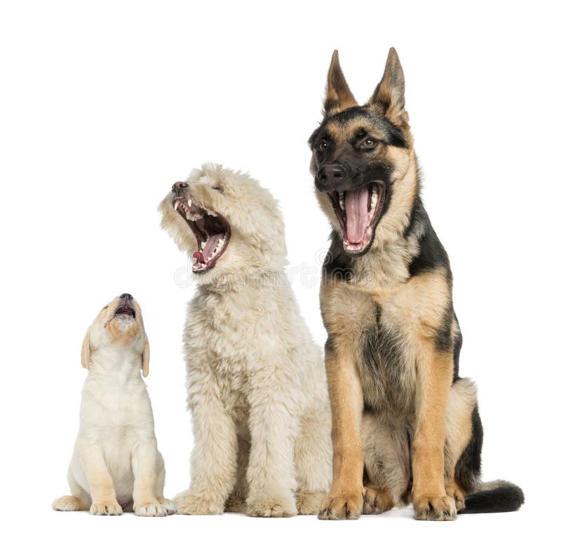 Two dogs shouting stock image. Image of barking, open - 39255545