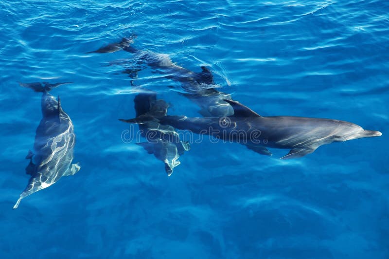 Group of Dolphins in the Sea Stock Photo - Image of wave, blue: 12529120