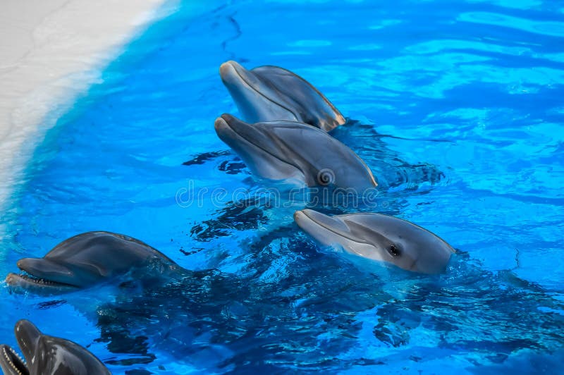 A Group of Dolphins Swimming in a Blue Pool Stock Image - Image of ...
