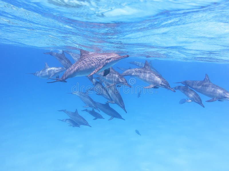Group Of Dolphins Underwater Stock Photo - Image of tank, smile: 9130774