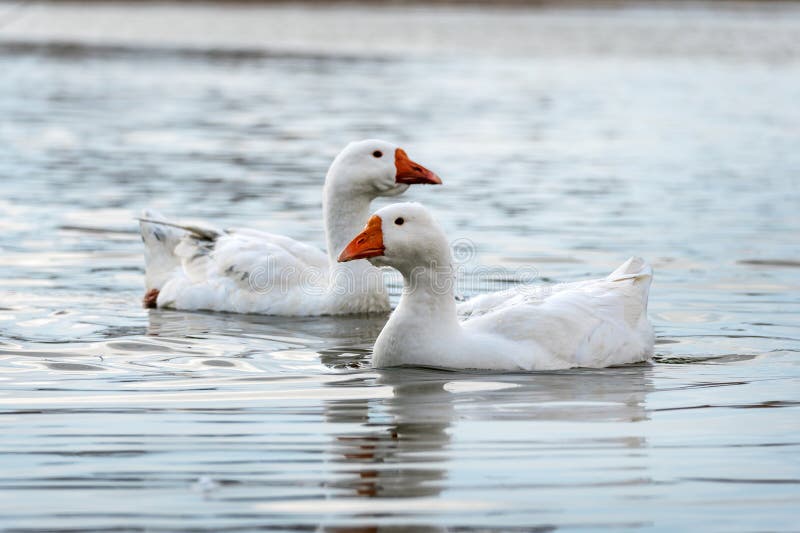 Group of Domestic Geese Swim in an Artificial Pond. Stock Photo - Image ...