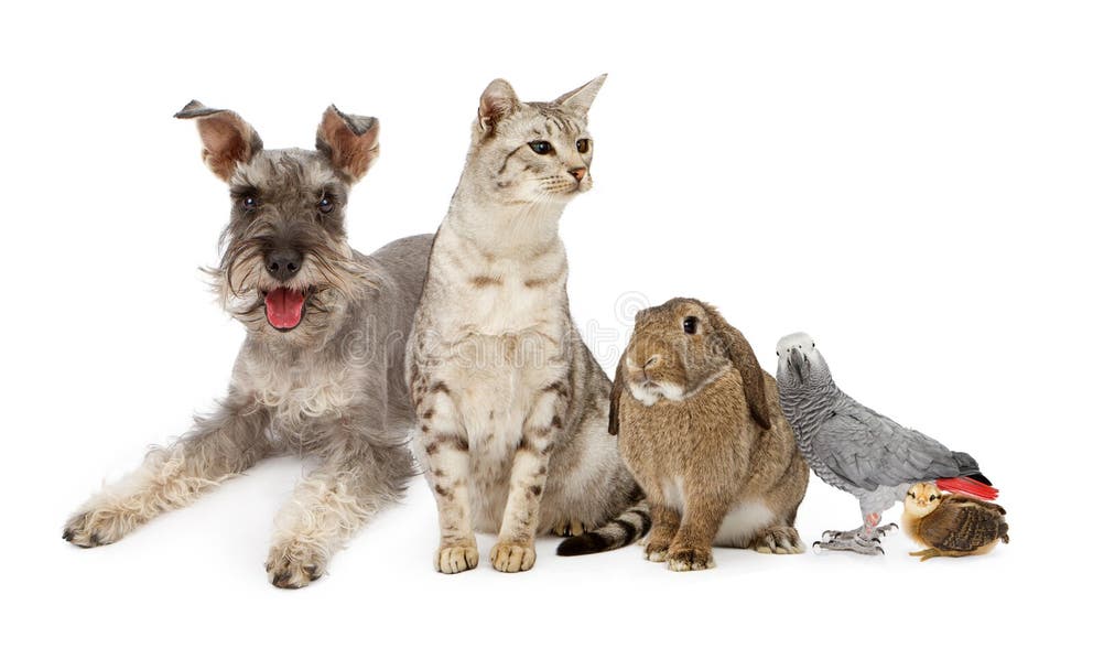 Group of Domestic Pets stock photo. Image of friends - 23713934