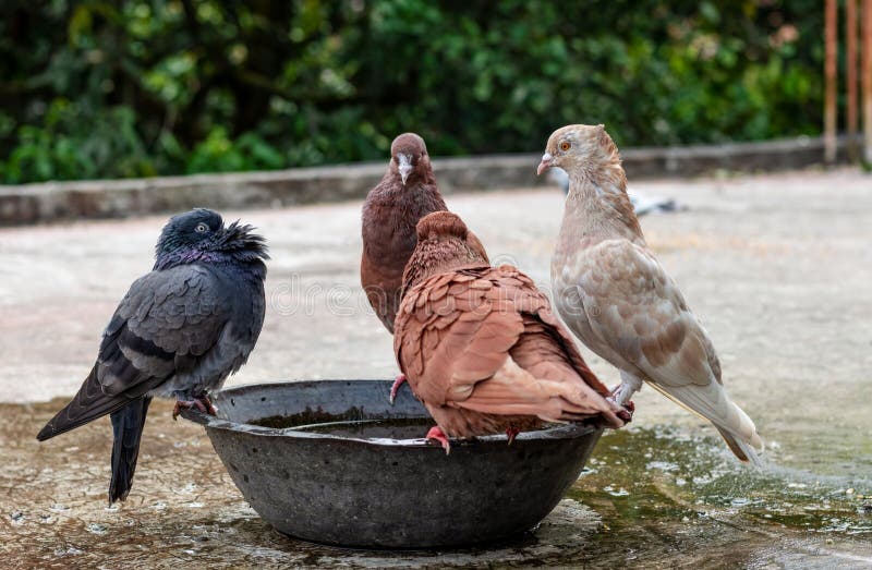 A Group of Domestic Pigeons Bathing in a Bowl of Water on the Rooftop ...