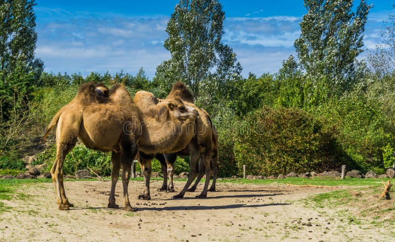Group of Double Bumped Camels Standing Together in a Nature Landscape ...