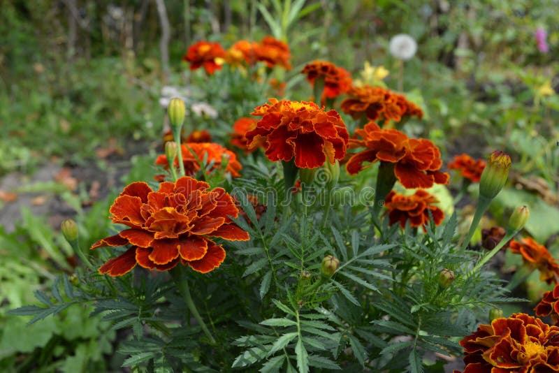 A Group of Double Red Marigolds Tagetes in a Rural Garden Stock Photo ...