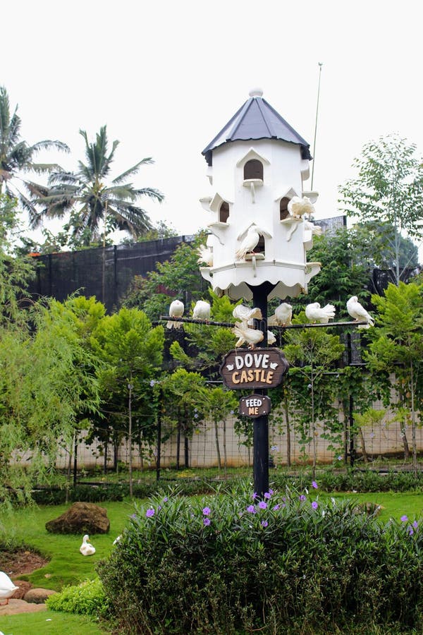 A Group of Doves in a Dove Castle. Editorial Photography - Image of ...