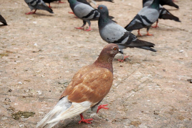 Group of doves on ground stock photo. Image of outdoor - 85093898