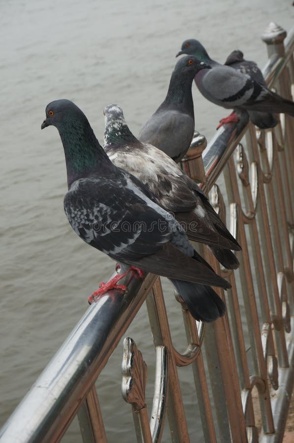 Group of Doves at the River Stock Image - Image of bridge, bird: 82560363