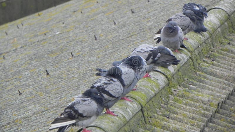 Group of doves on a roof stock photo. Image of pigeons - 166744104