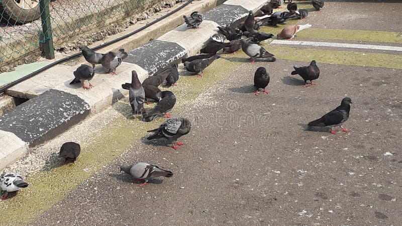 Group of doves stock image. Image of wildlife, birds - 158824965