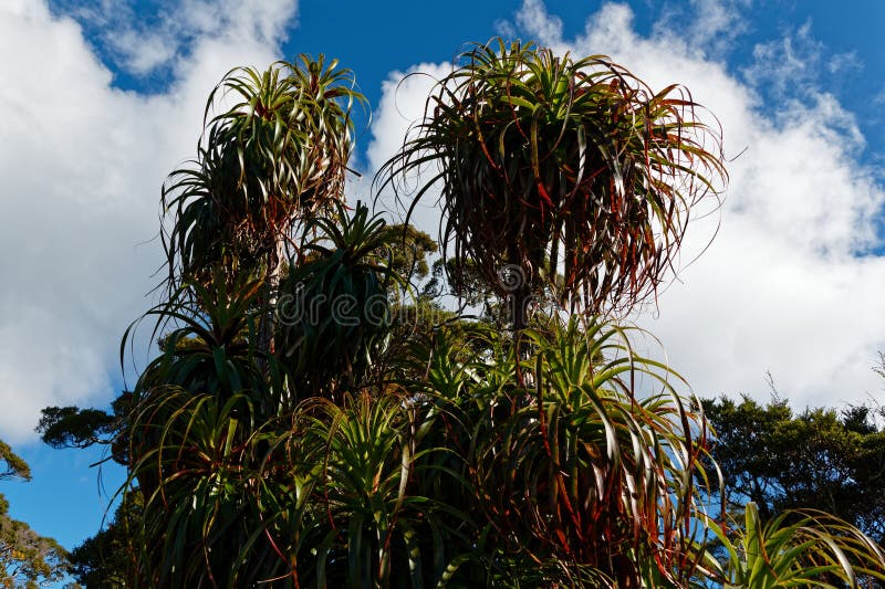 A Group of Dracophyllum Trees, Native Trees of New Zealand Stock Photo ...