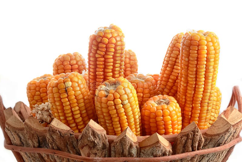 Group of Dried Corns on Cobs Stock Image - Image of nature, plant: 70601929