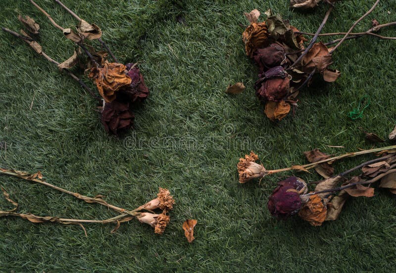 250 Dead Rose Ground Stock Photos - Free & Royalty-Free Stock Photos ...