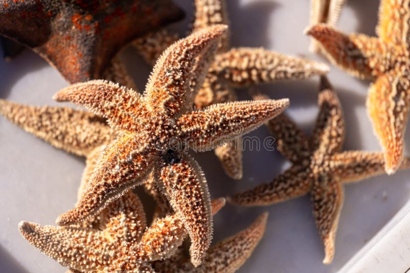 A group of dried starfish stock photo. Image of invertebrate - 326427934