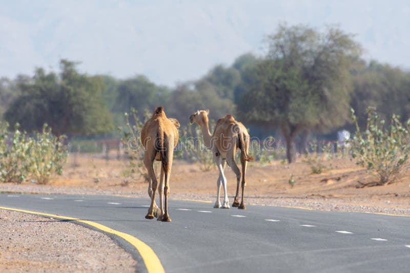 A Group of Dromedary Camels Walk Down the Road in the Middle Eastern ...