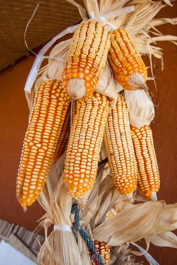 Group of dry corn stock image. Image of hang, growth - 31980591