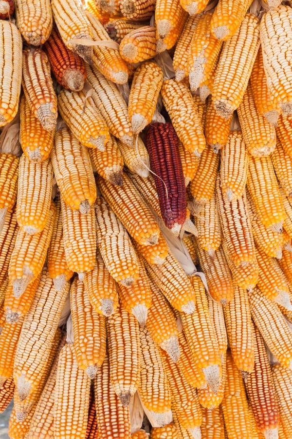 Group of dry corn stock image. Image of food, crop, field - 31981093