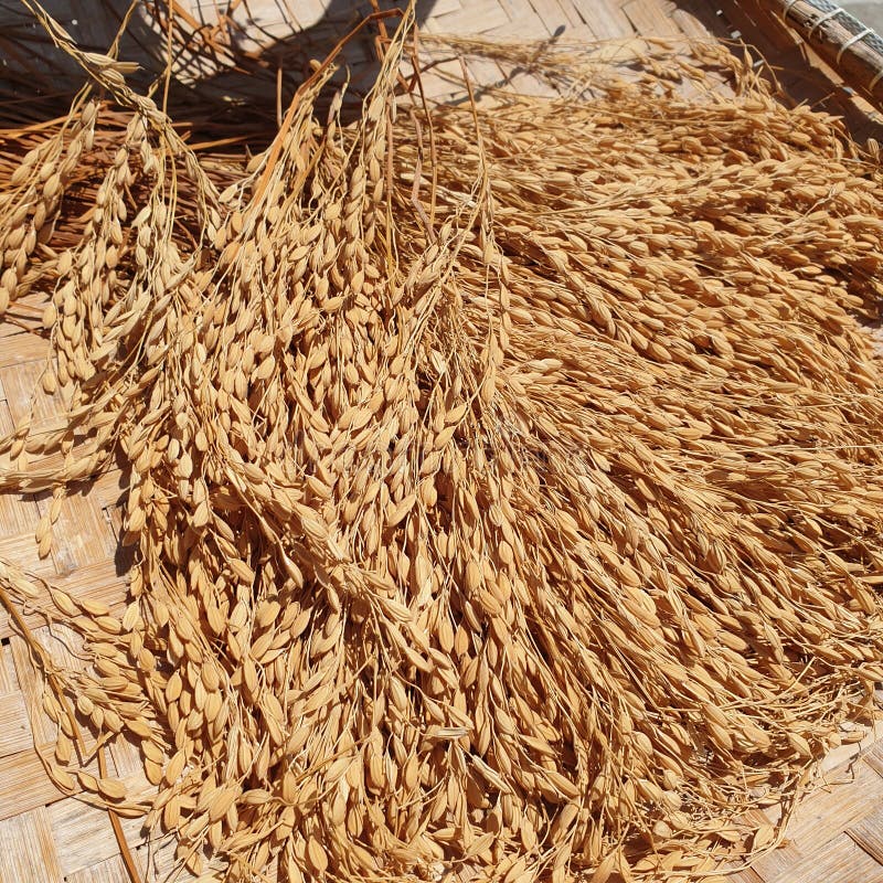 A group of Dry paddy grain stock image. Image of soil - 217150939