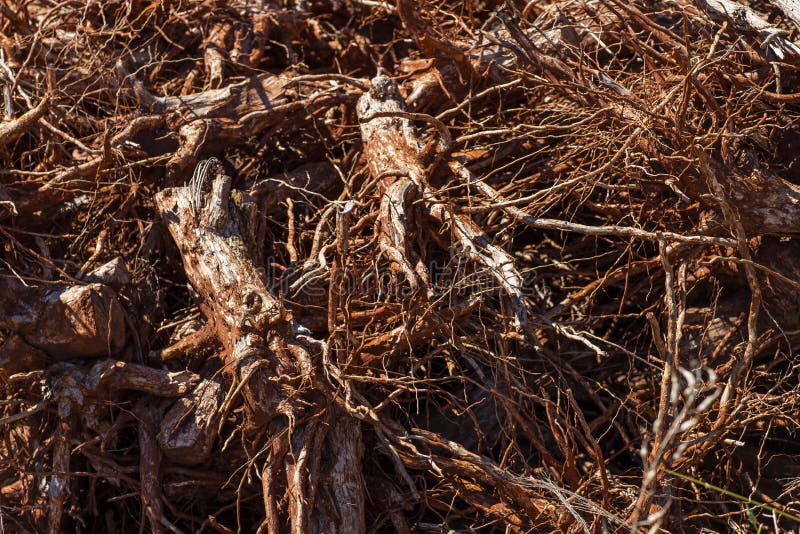 Group of Dry Roots.the Dried Red Roots of an Coffee on the Stem and ...