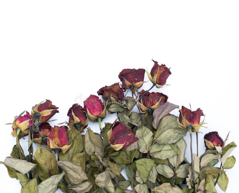 Dry Rose 0n White Background Stock Image - Image of romance, decoration ...