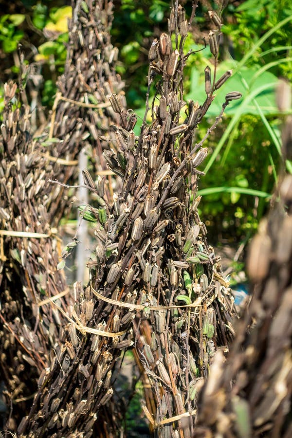 New Sesame Tree Leaves are Young Leaves - Hanoi, Vietnam March 28, 2019 ...
