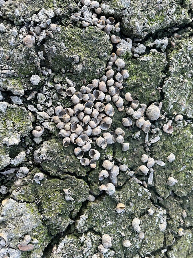 Group Dry Shell on the Ground Stock Photo - Image of detail, grey ...