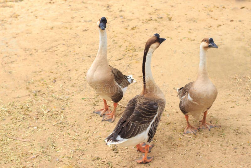 A group of duck. stock image. Image of birds, farm, domesticus - 38151487