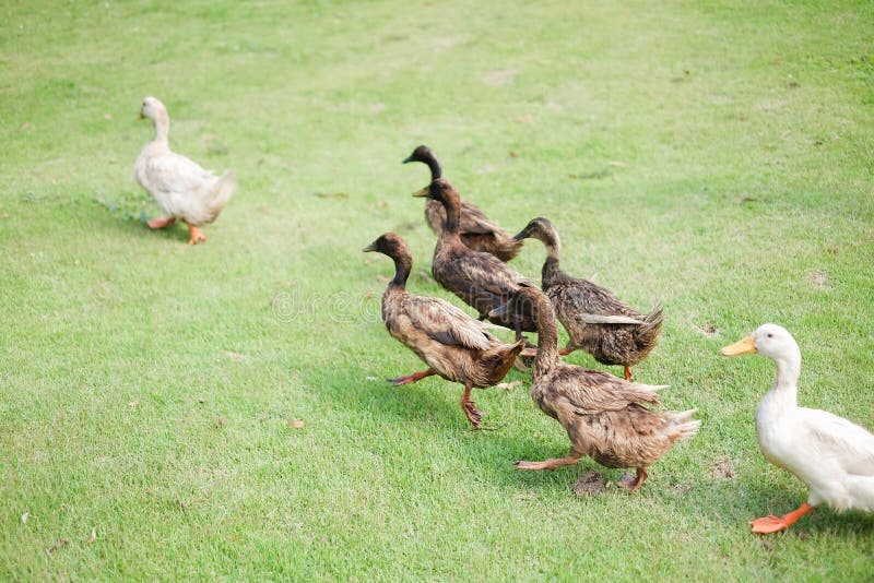 Group duck in the park stock image. Image of animalia - 234652689