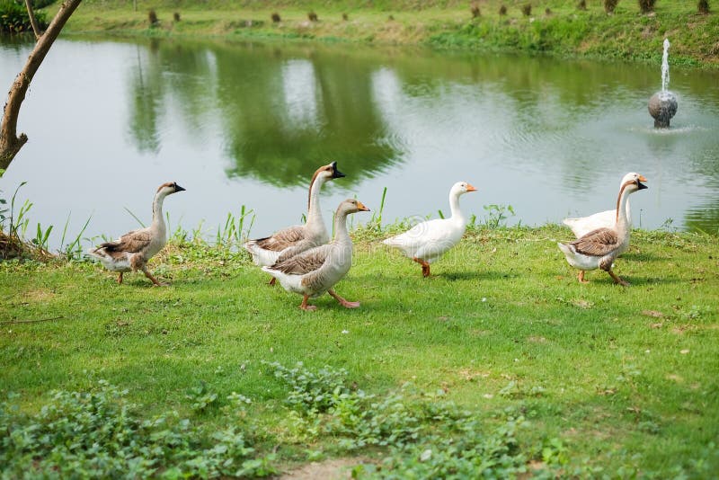 Group duck in the park stock photo. Image of gander - 234652754