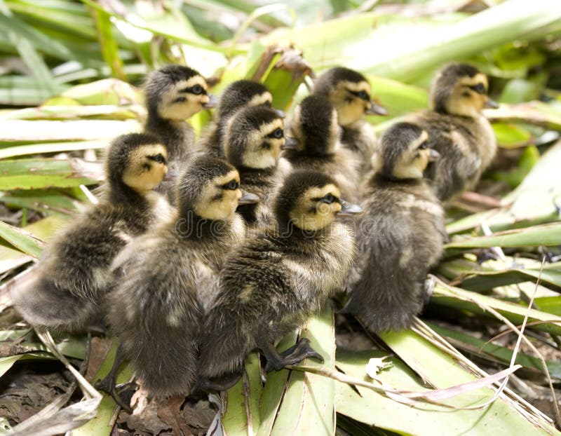 A group of ducklings stock photo. Image of brown, wild - 10991472